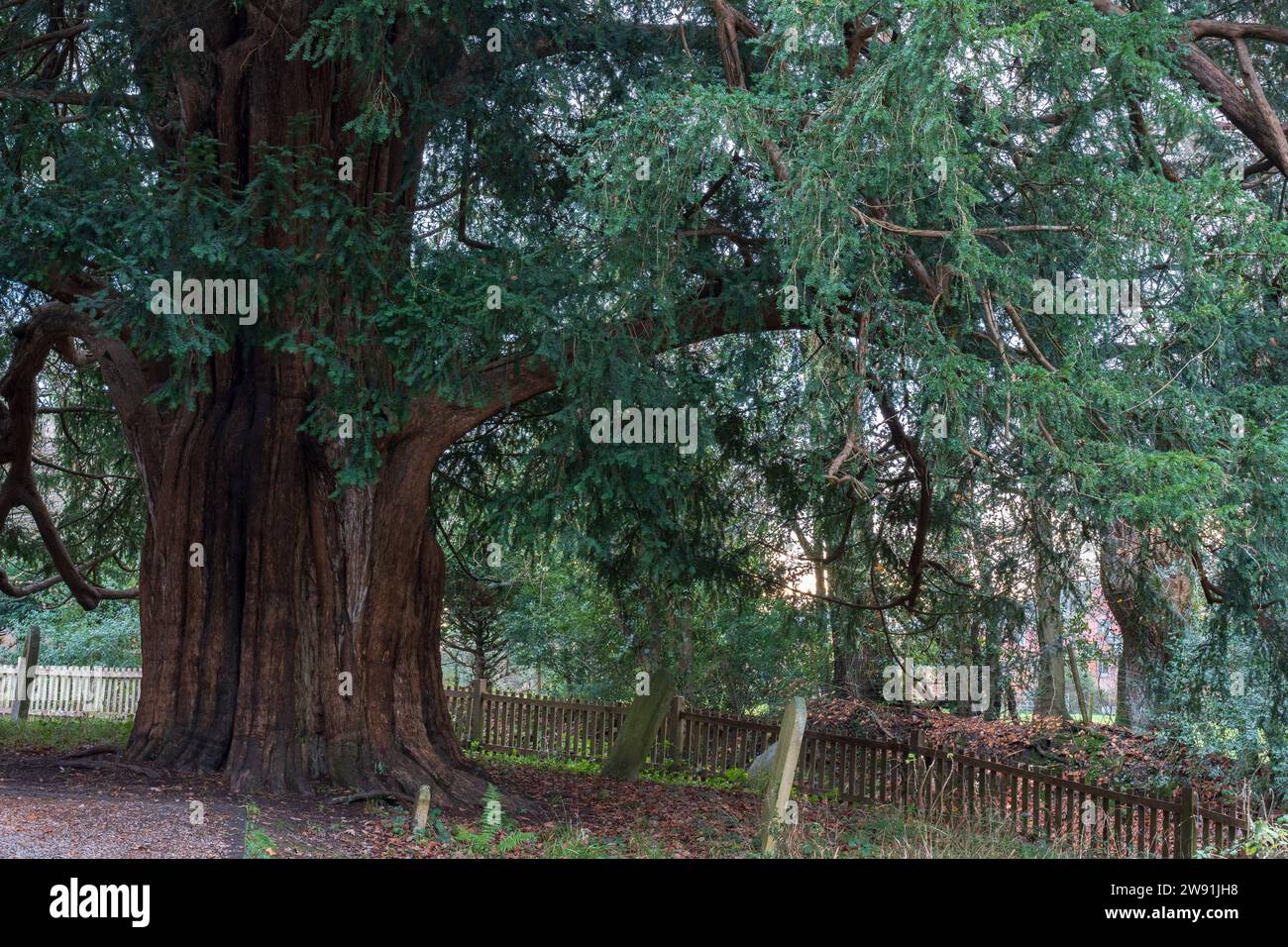 New forest ancient yew tree hi-res stock photography and images - Alamy