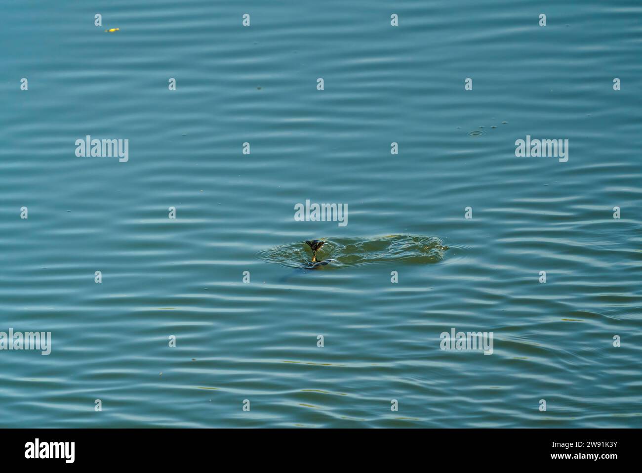 Under water effect hi-res stock photography and images - Alamy