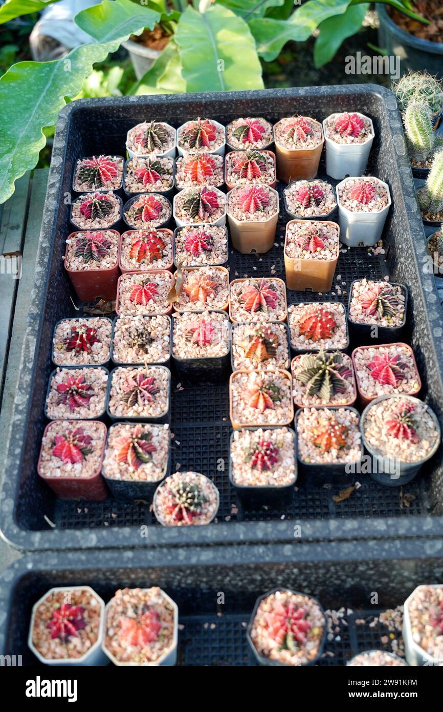 Cactus garden plant with cactuses selling outdoors in fall , Different ...