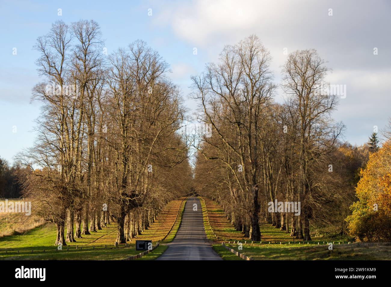 Longest double avenue of lime trees in europe hi-res stock photography ...