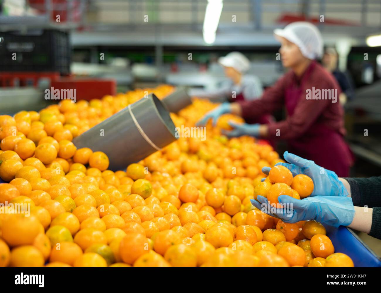 Hands of fruit factory worker sorting tangerines on conveyor belt Stock ...