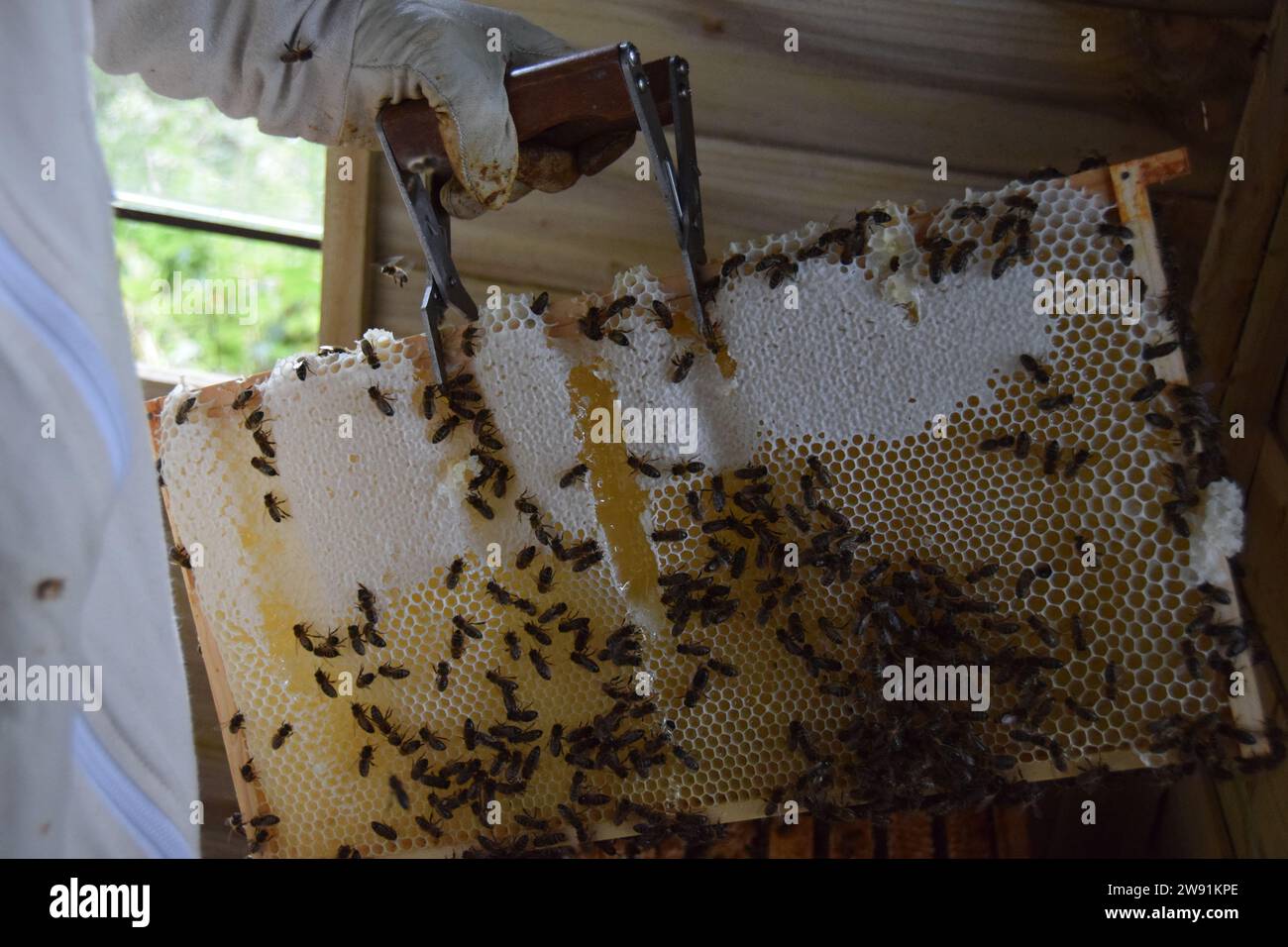 Hive frame hi-res stock photography and images - Alamy