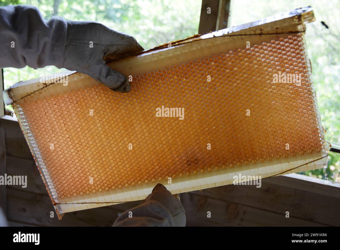 Empty hive frame Stock Photo - Alamy