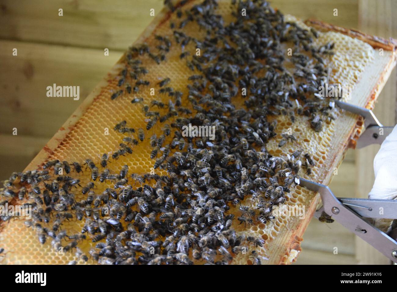 Honey bees on frame Stock Photo - Alamy