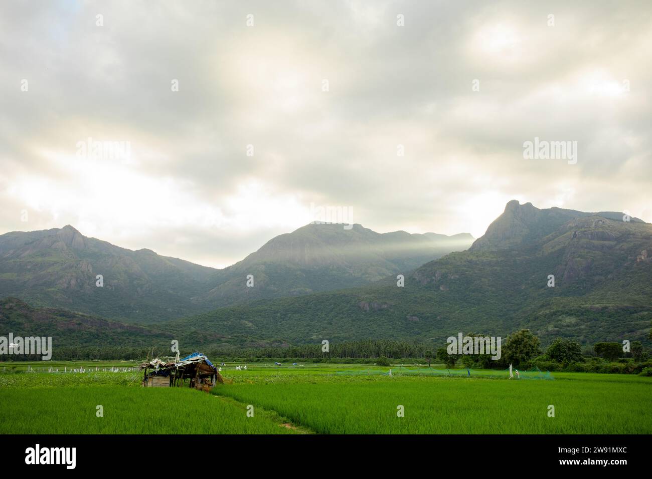 Serene Morning Landscape in rural side with Green Fields and Beautiful ...