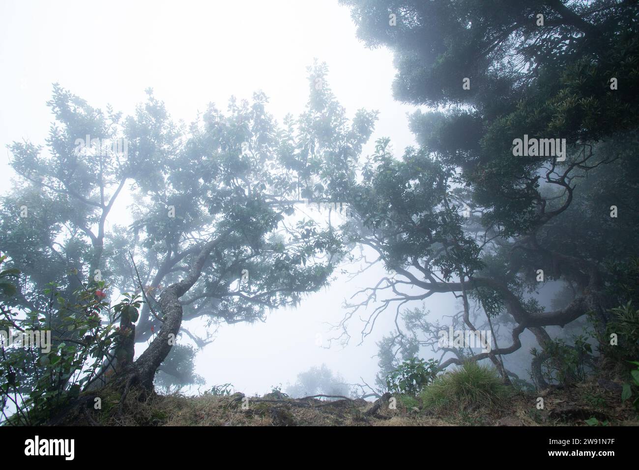 A group of towering trees emerges from a thick fog in a lush rainforest ...