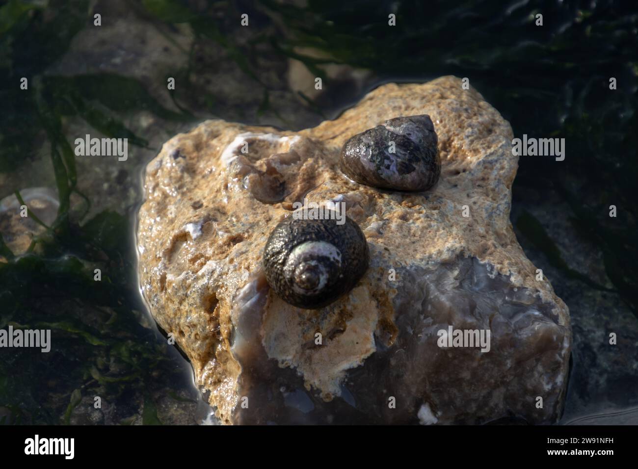 Lined top shells on a rock, also called Phorcus lineatus Stock Photo ...