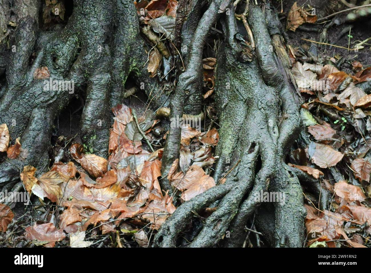 Continuous heavy rain hi-res stock photography and images - Alamy