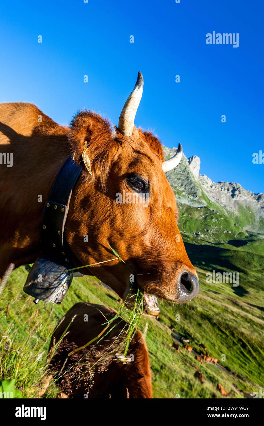 Cow, farm animal in the french alps, Abondance race cow, savy, beaufort ...