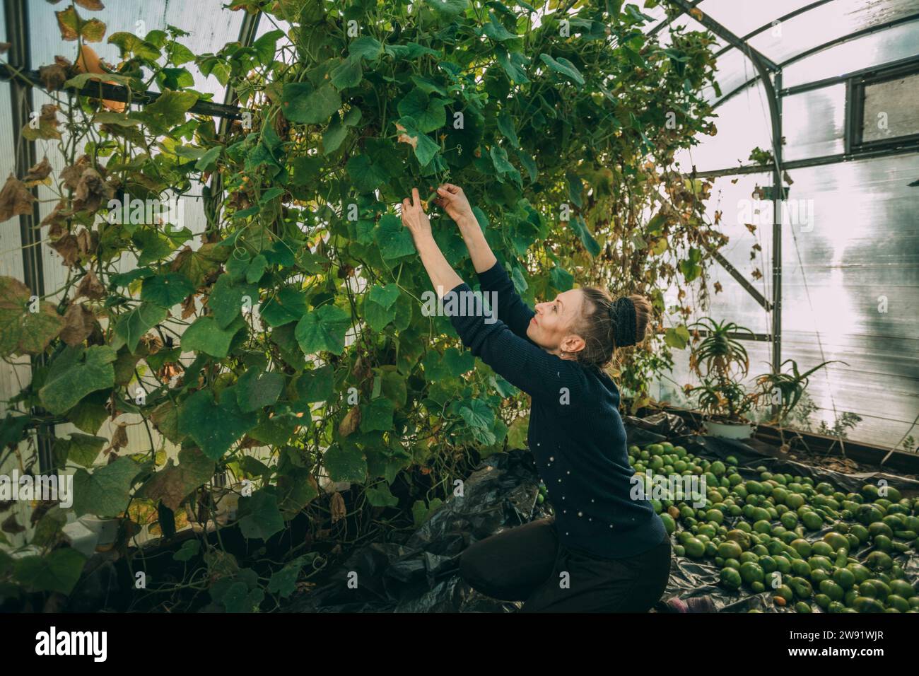 Woman harvest cucumbers hi-res stock photography and images - Alamy