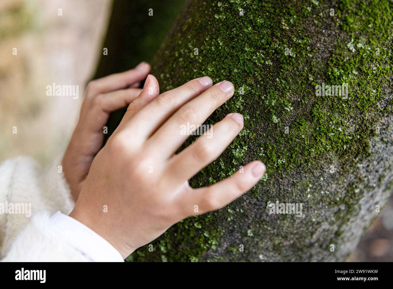 Hands of girl touching tree trunk Stock Photo - Alamy