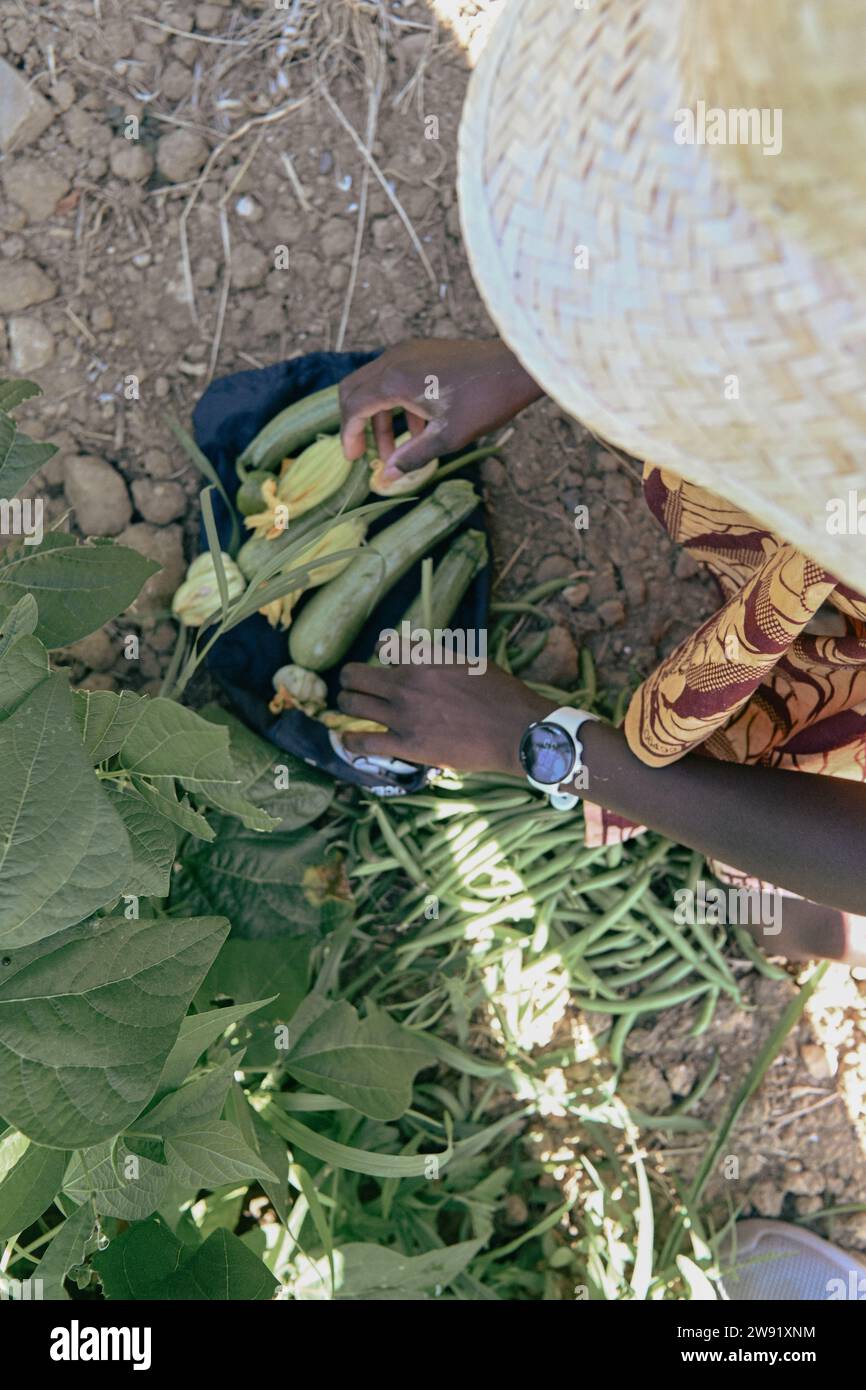 unrecognizable young black african woman farmer hand pick harvest ...