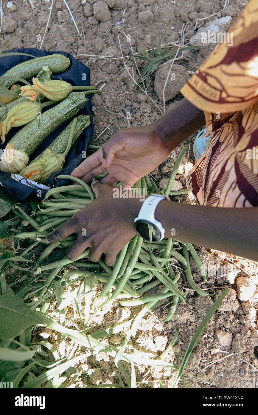 unrecognizable young black african woman farmer hand pick harvest ...