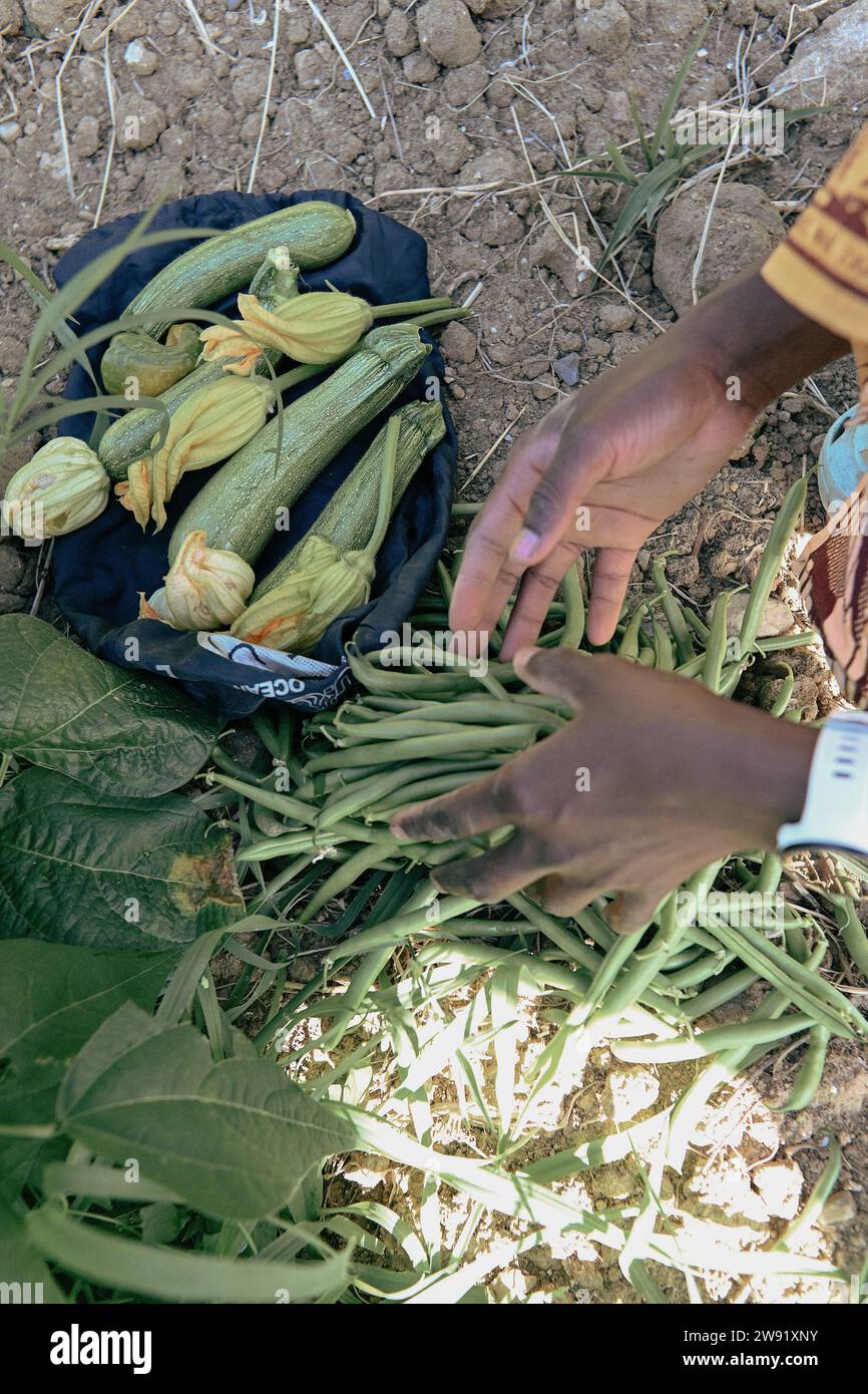 unrecognizable young black african woman farmer hand pick harvest ...