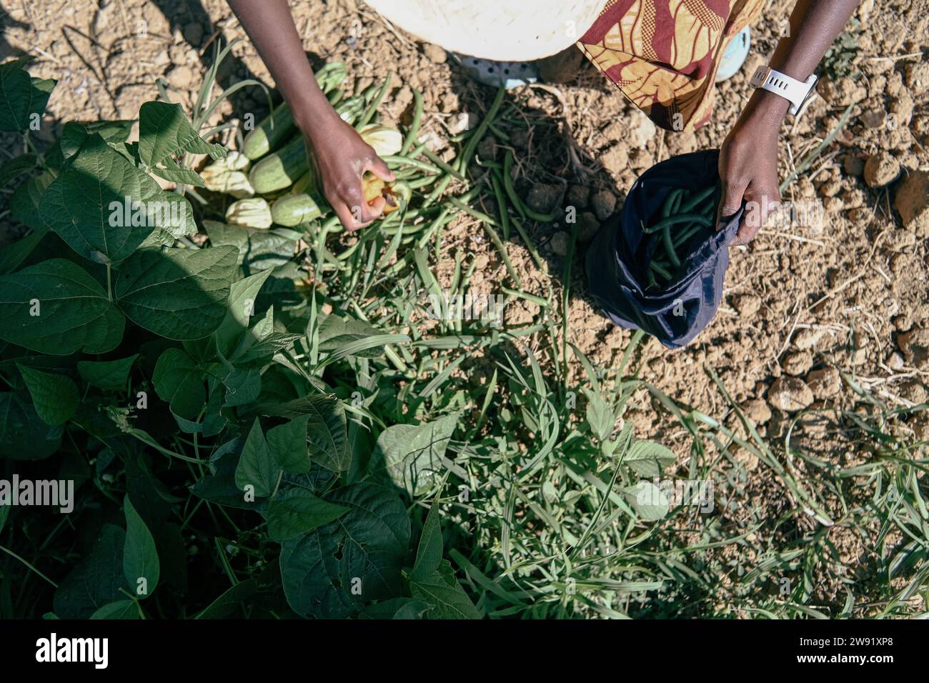unrecognizable young black african woman farmer hand pick harvest grean ...