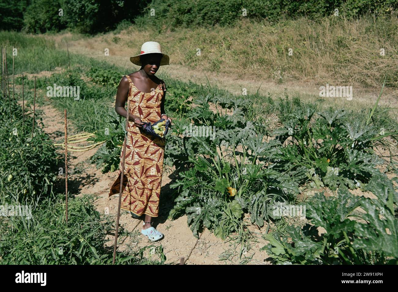 unrecognizable young black african woman farmer hand pick harvest ...