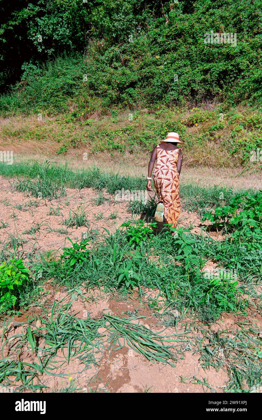unrecognizable young black african woman farmer hand pick harvest ...