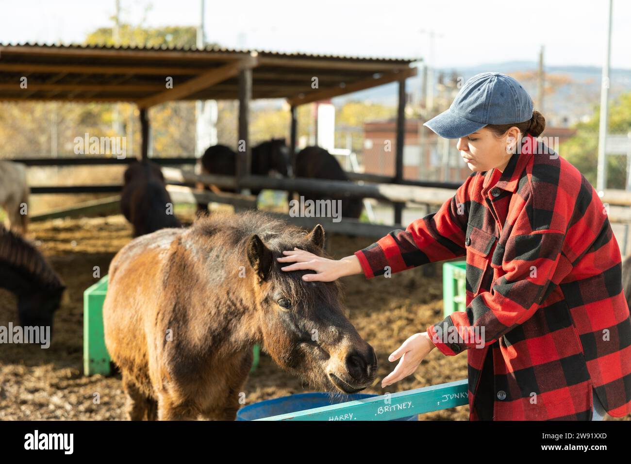 Caring young female stable keeper checking and stretching hand to ...