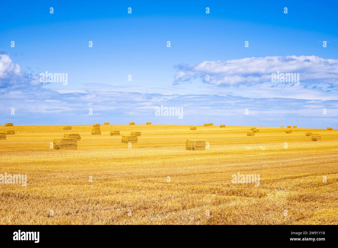 Field hay uk hi-res stock photography and images - Alamy