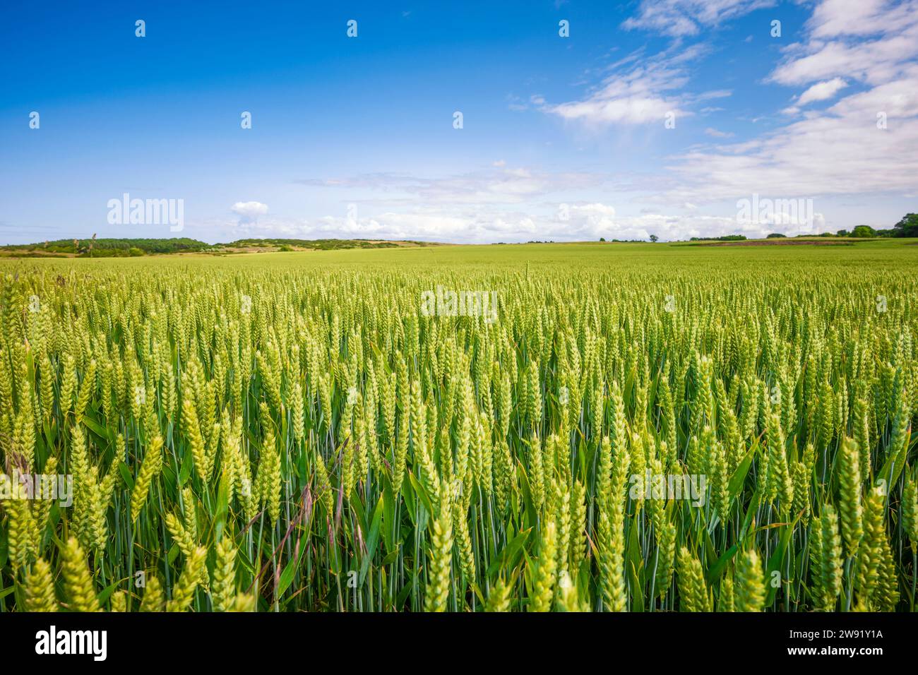 Wheat in scotland hi-res stock photography and images - Alamy