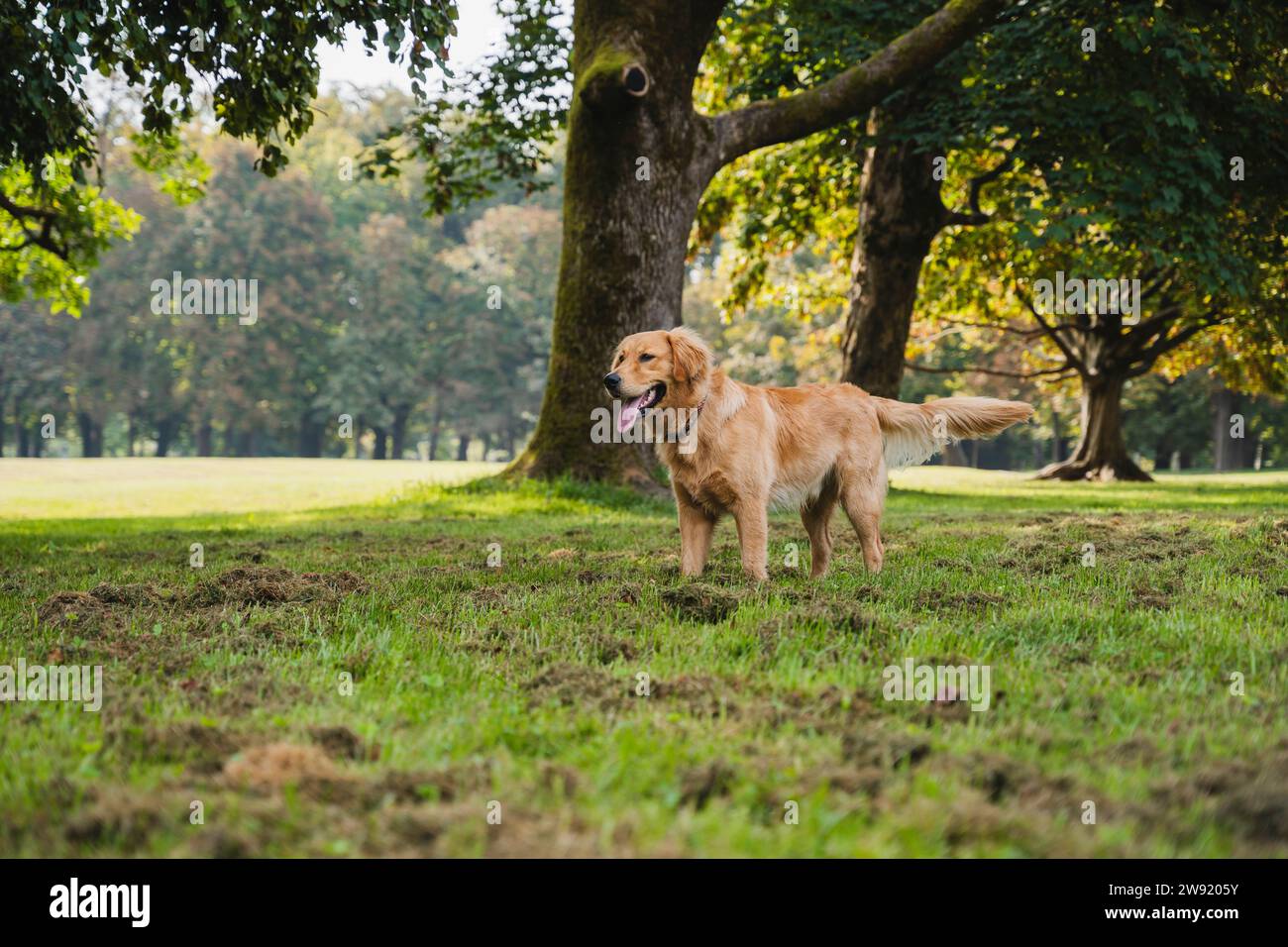 Golden retriever standing hi-res stock photography and images - Alamy