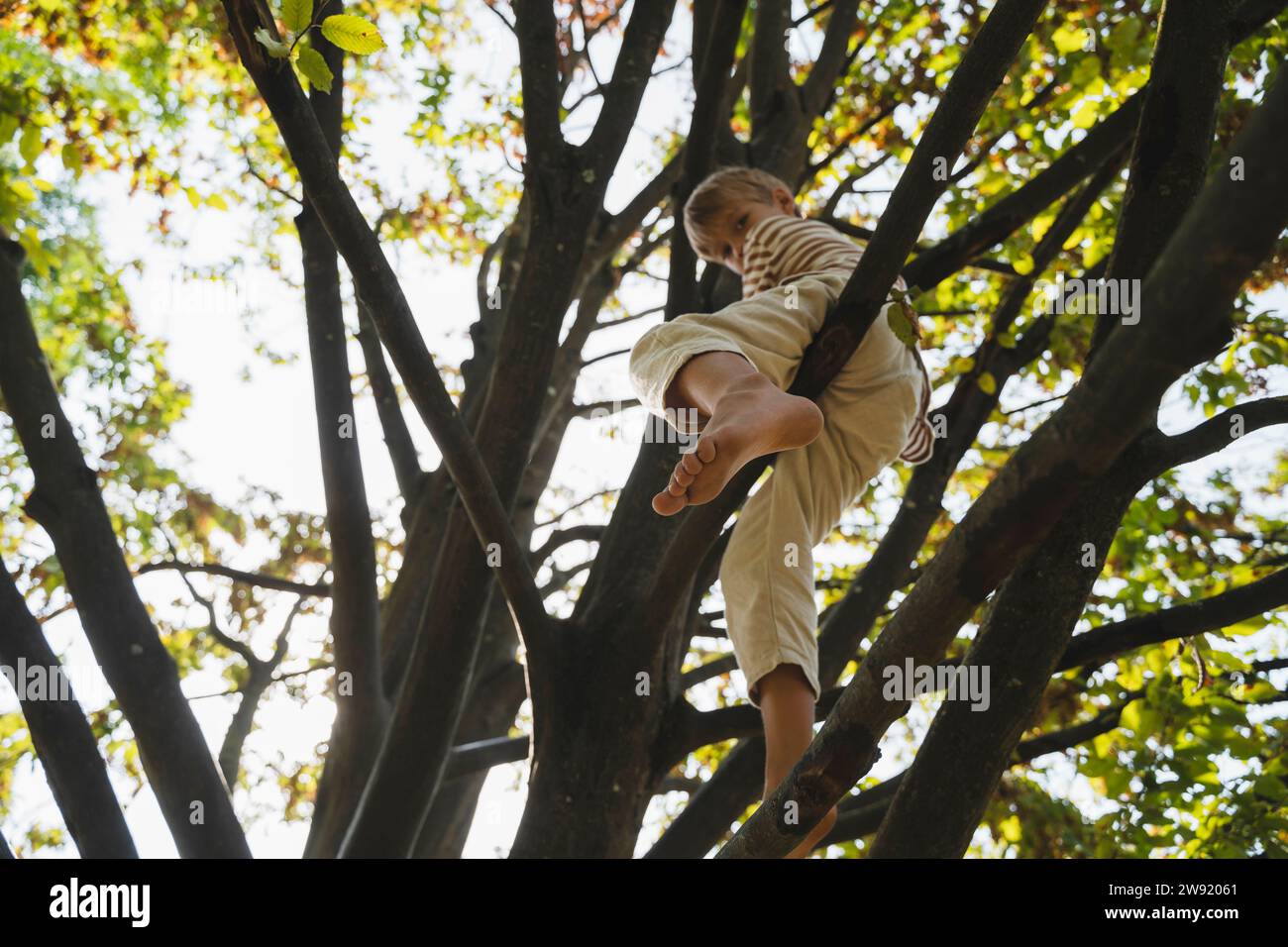 Boy sitting on branch of tree at park Stock Photo - Alamy