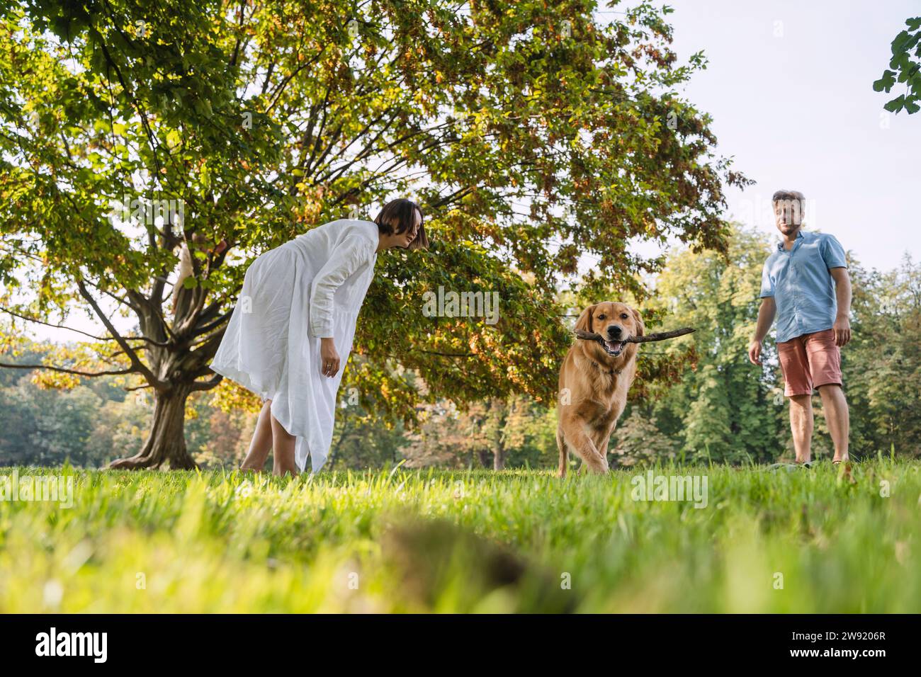 Woman two golden retriever hi-res stock photography and images - Alamy