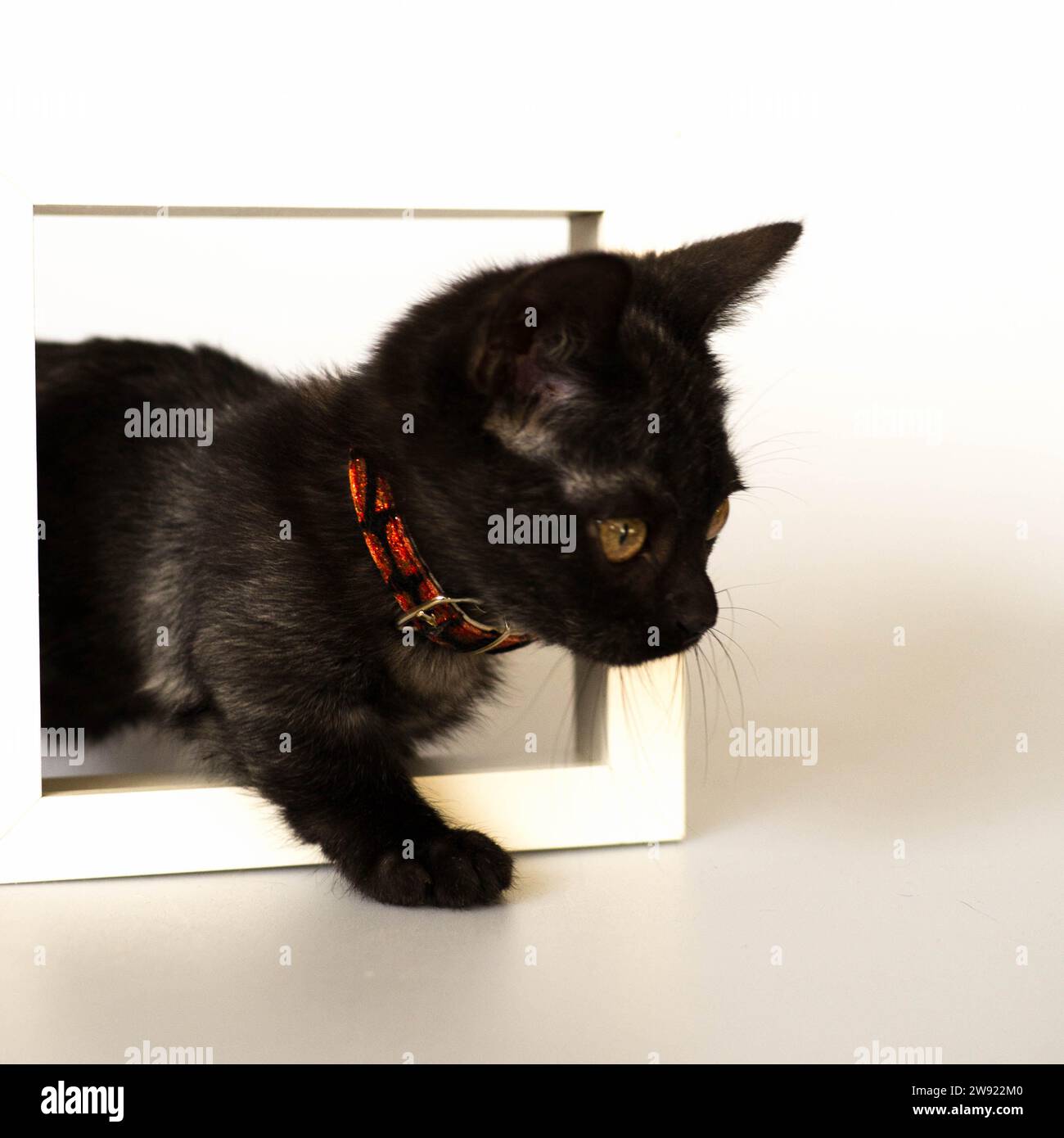 Black munchkin kitten with short legs in a red collar in profile on a ...