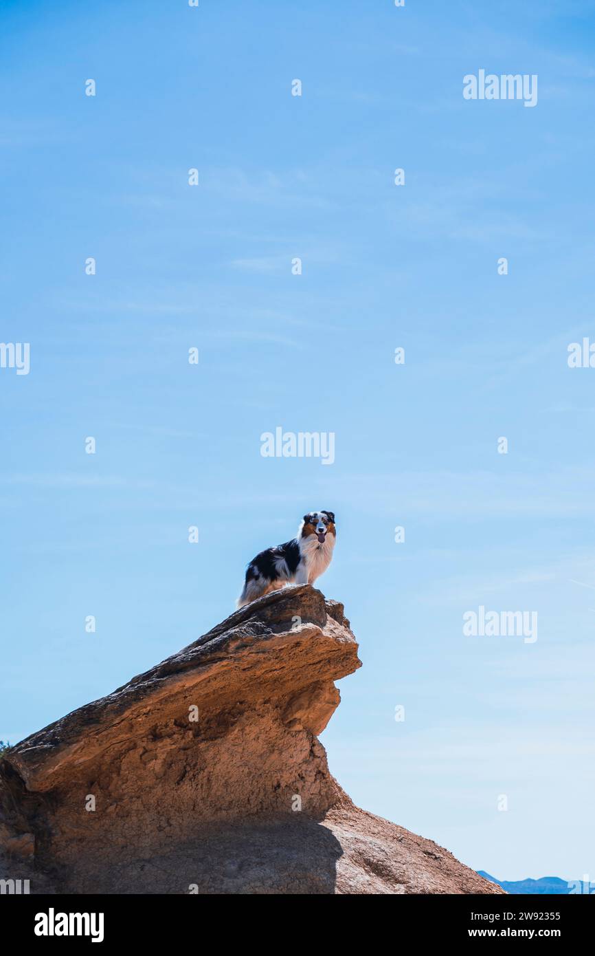 Dog on edge of cliff under blue sky Stock Photo - Alamy