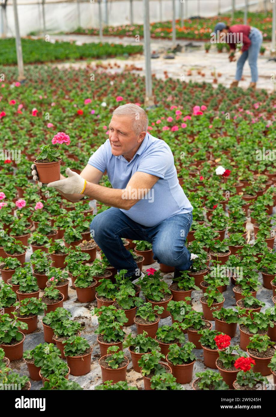 Old man grower sitting down and looking to the pot of geranium flower ...
