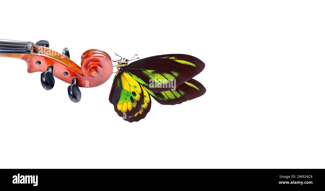 Violin fretboard. Melody concept. Bright tropical butterfly on violin ...