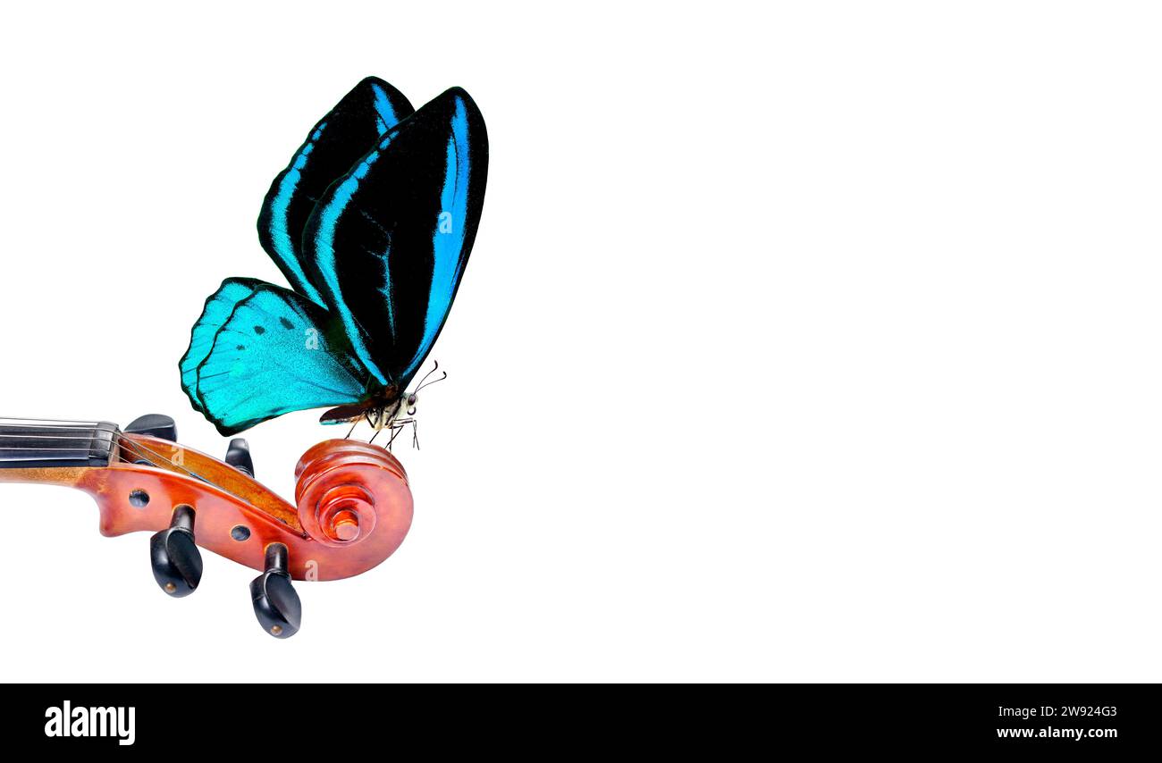 violin fretboard. melody concept. blue tropical butterfly on violin ...