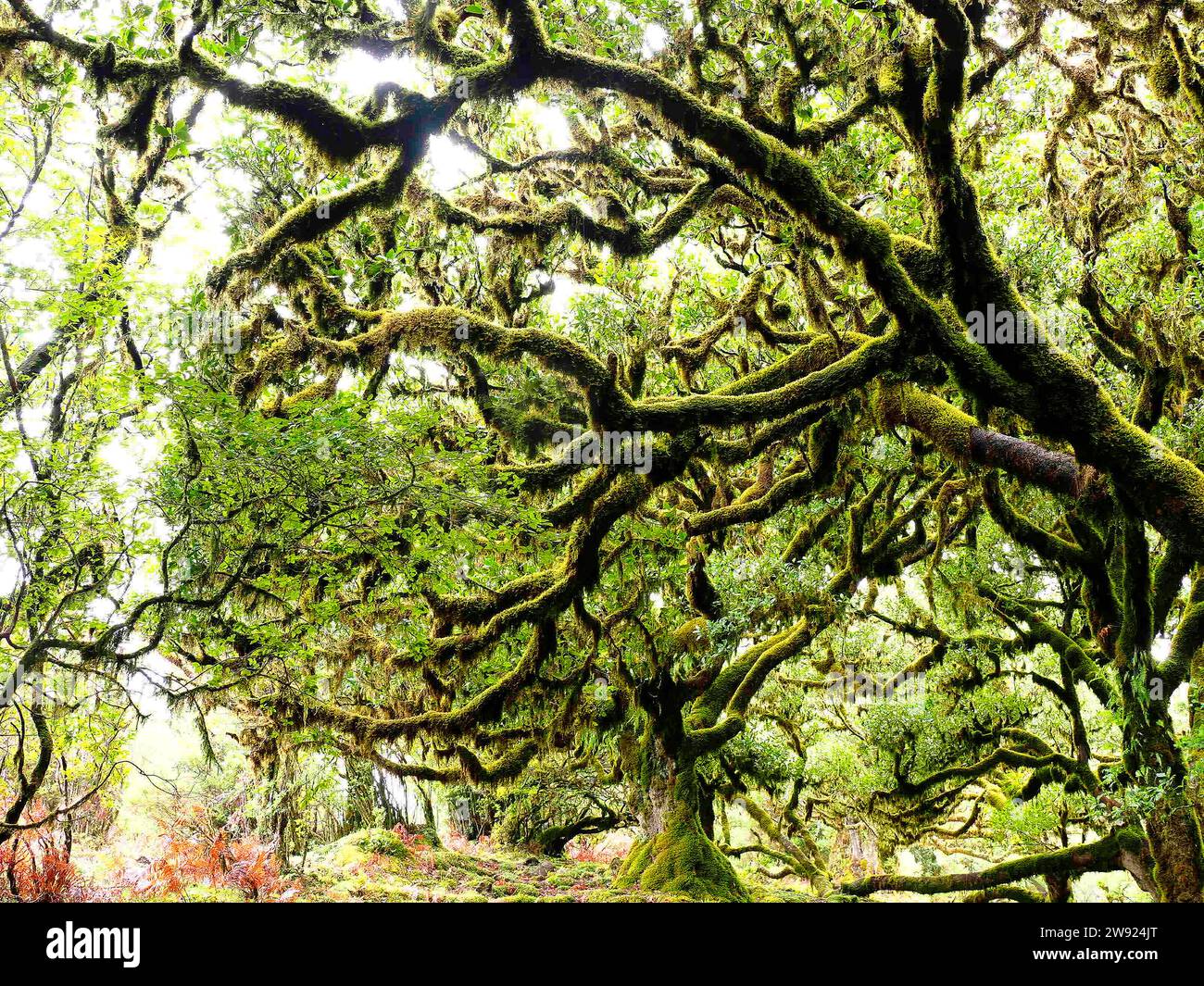 Portugal, Madeira, Ancient moss-covered laurel trees on Madeira Island ...