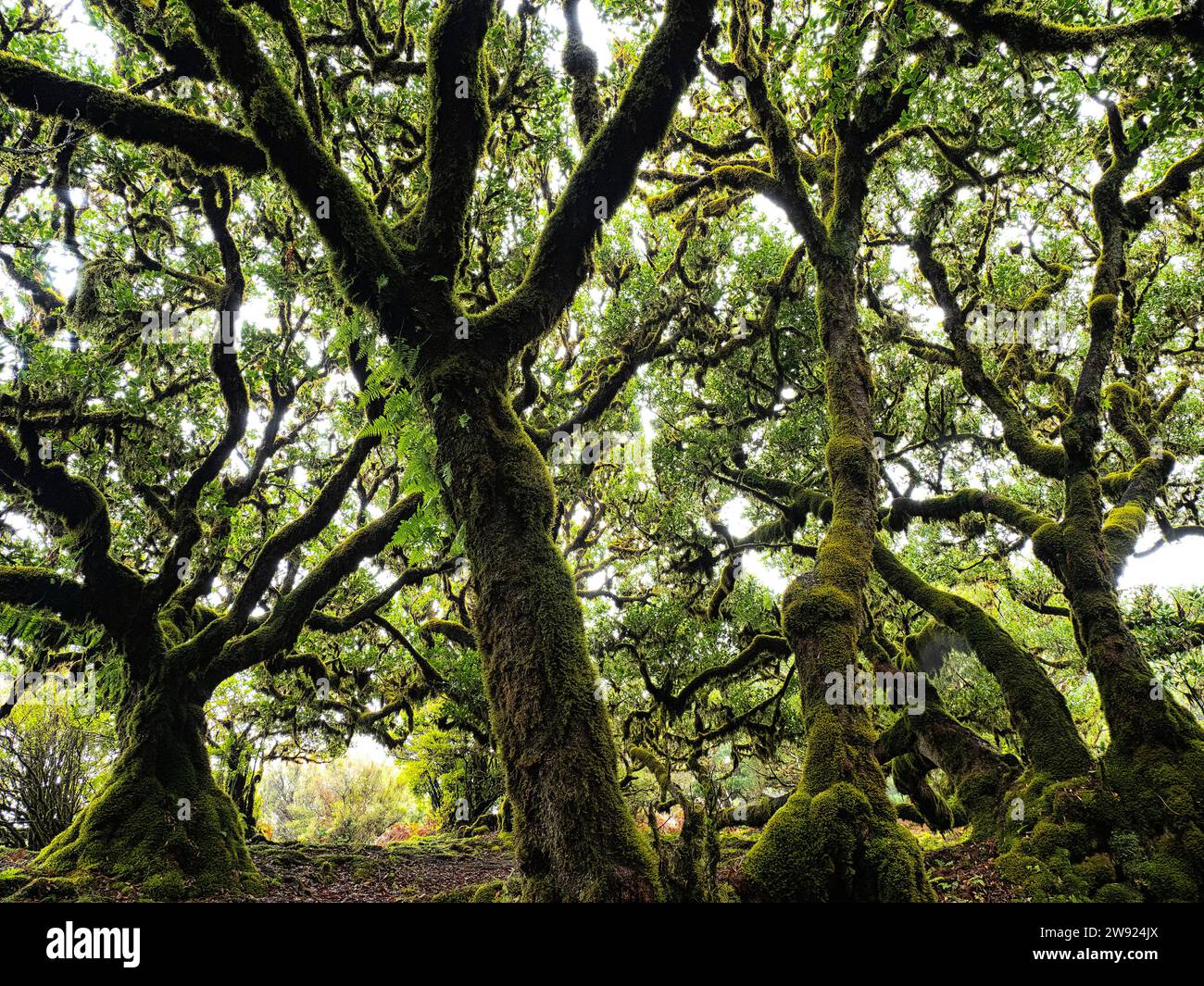 Portugal, Madeira, Ancient moss-covered laurel trees on Madeira Island ...