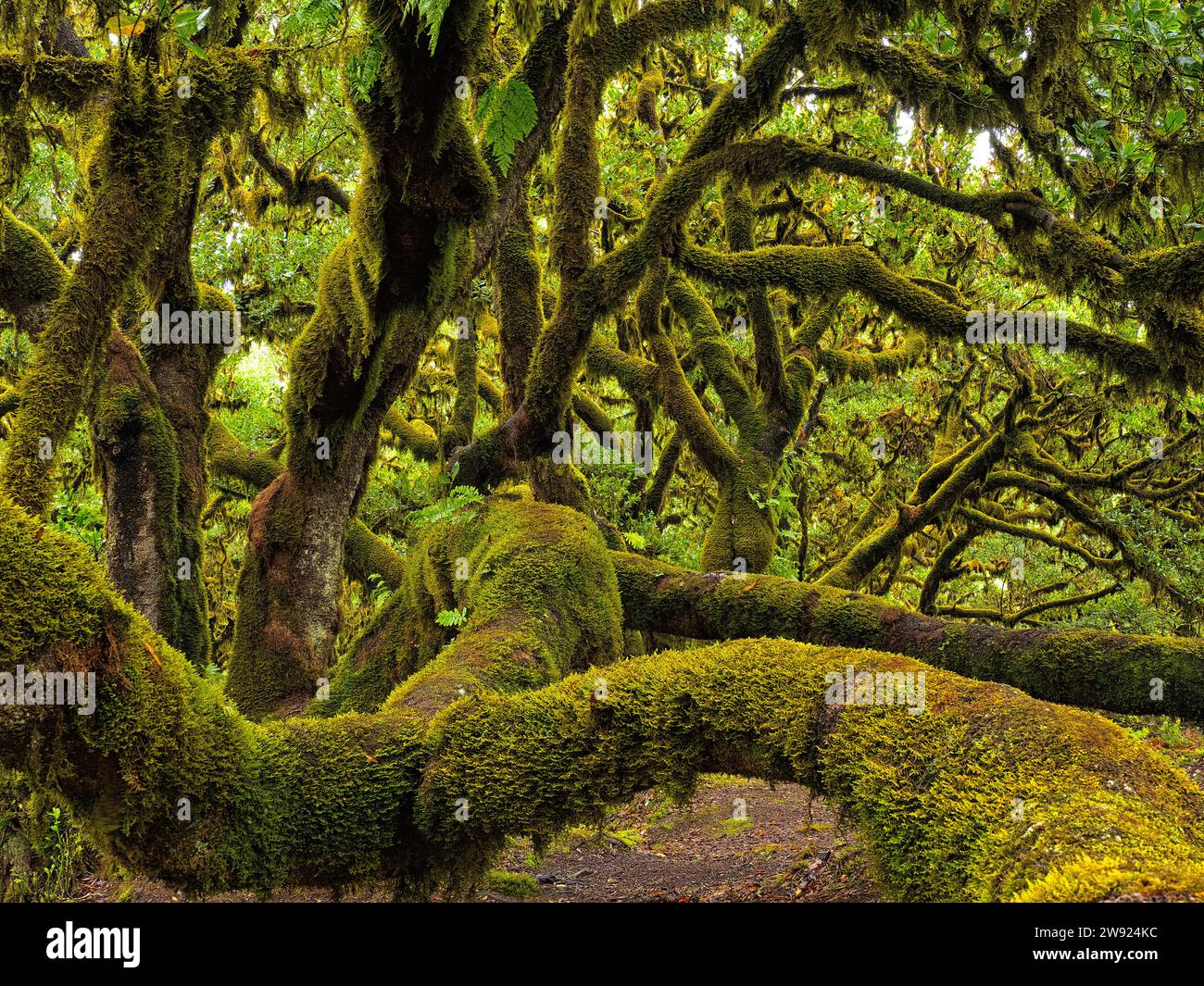 Portugal, Madeira, Ancient moss-covered laurel trees on Madeira Island ...