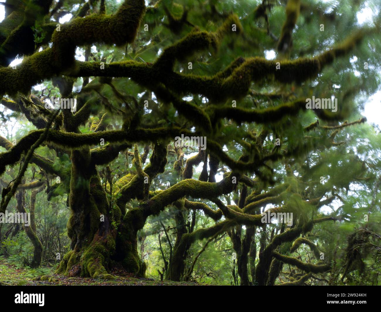 Portugal, Madeira, Ancient moss-covered laurel trees on Madeira Island ...