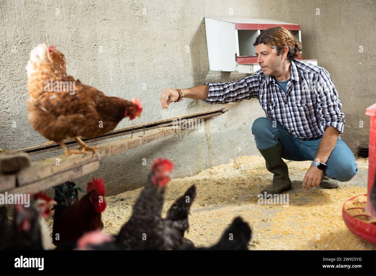 Middle aged european male farmer feeding hens Stock Photo - Alamy