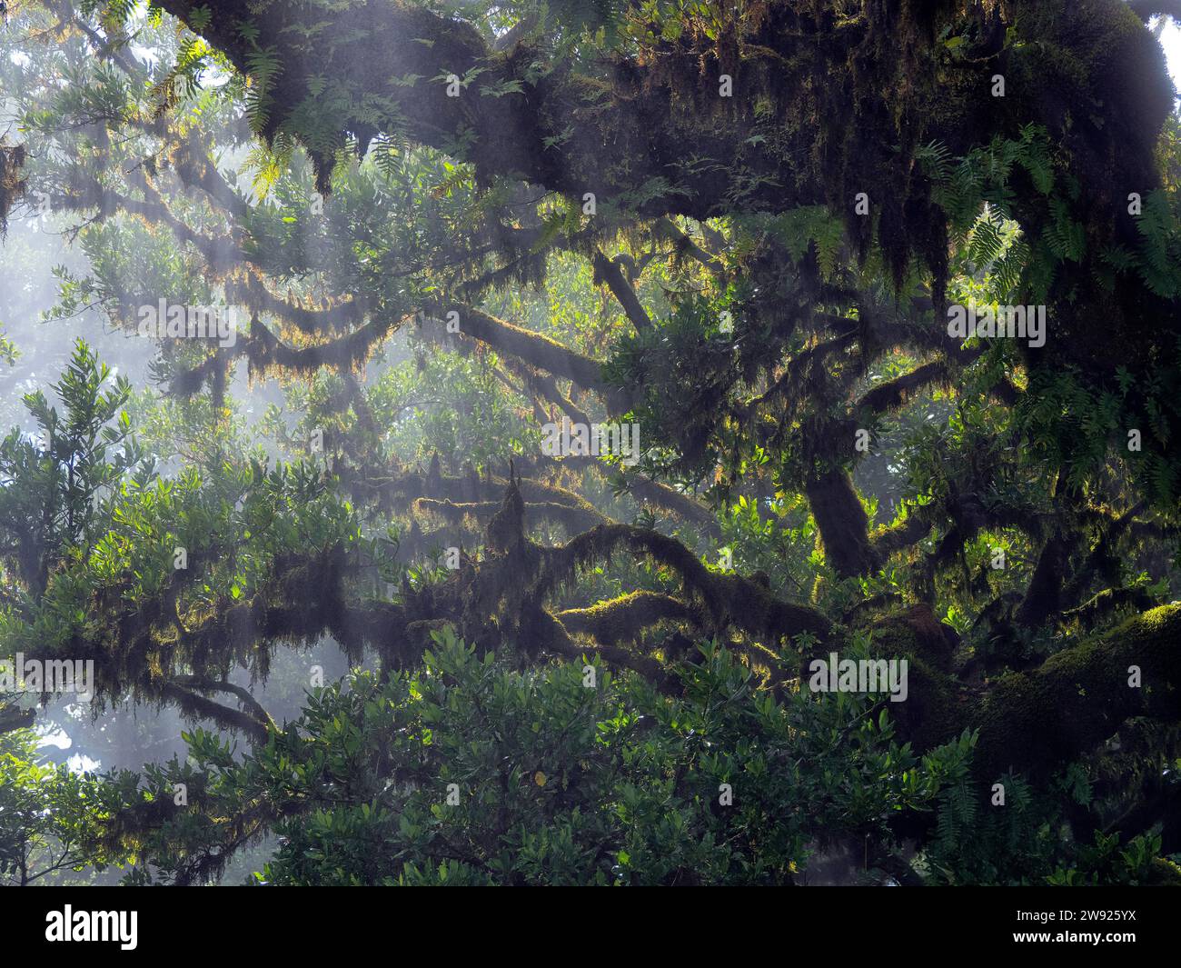 Portugal, Madeira, Laurel forest on Madeira Forest during foggy weather ...
