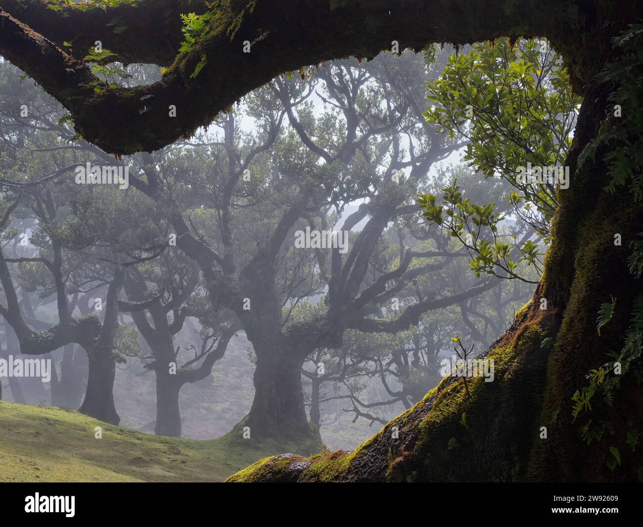Portugal, Madeira, Laurel forest on Madeira Forest during foggy weather ...