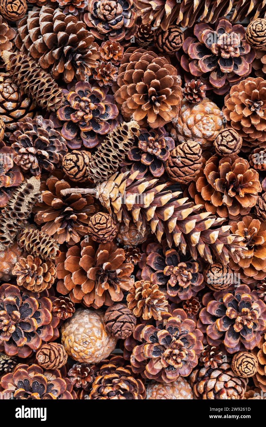Pine cones full frame hi-res stock photography and images - Alamy