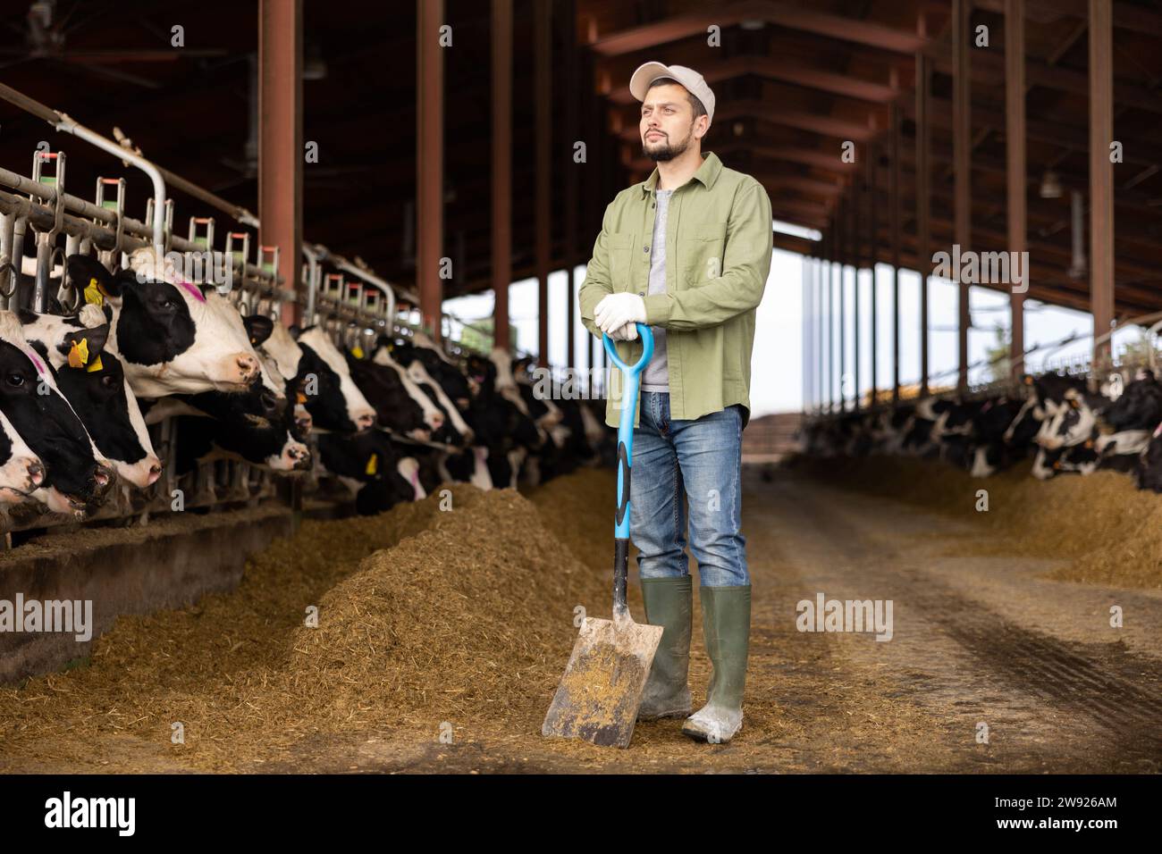 Farmer with shovel working and taking care cows Stock Photo - Alamy