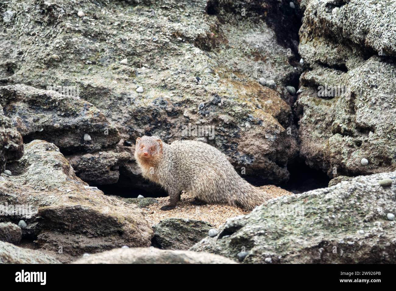 Grey mongooses (Urva edwardsii) in Hormuz Island, Erosed volcanic rock ...