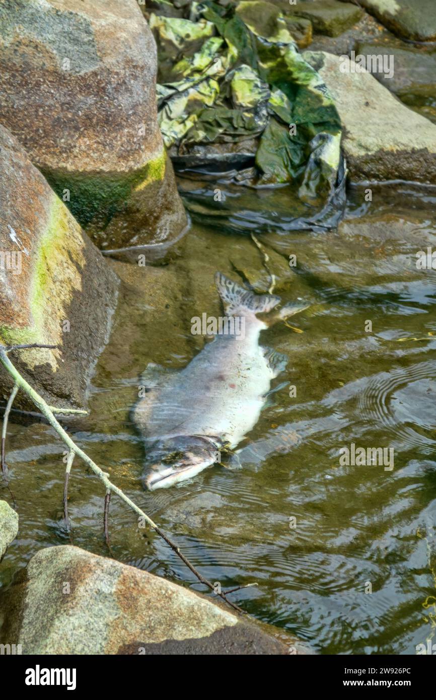 Salmon died after the reproductive function. Carcasses of fish rot ...