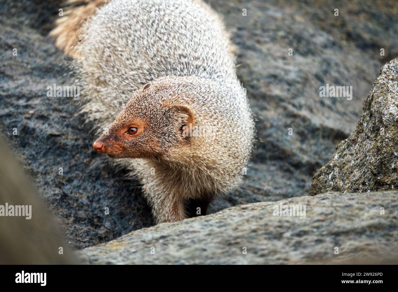 Grey mongooses (Urva edwardsii) in Hormuz Island, Erosed volcanic rock ...