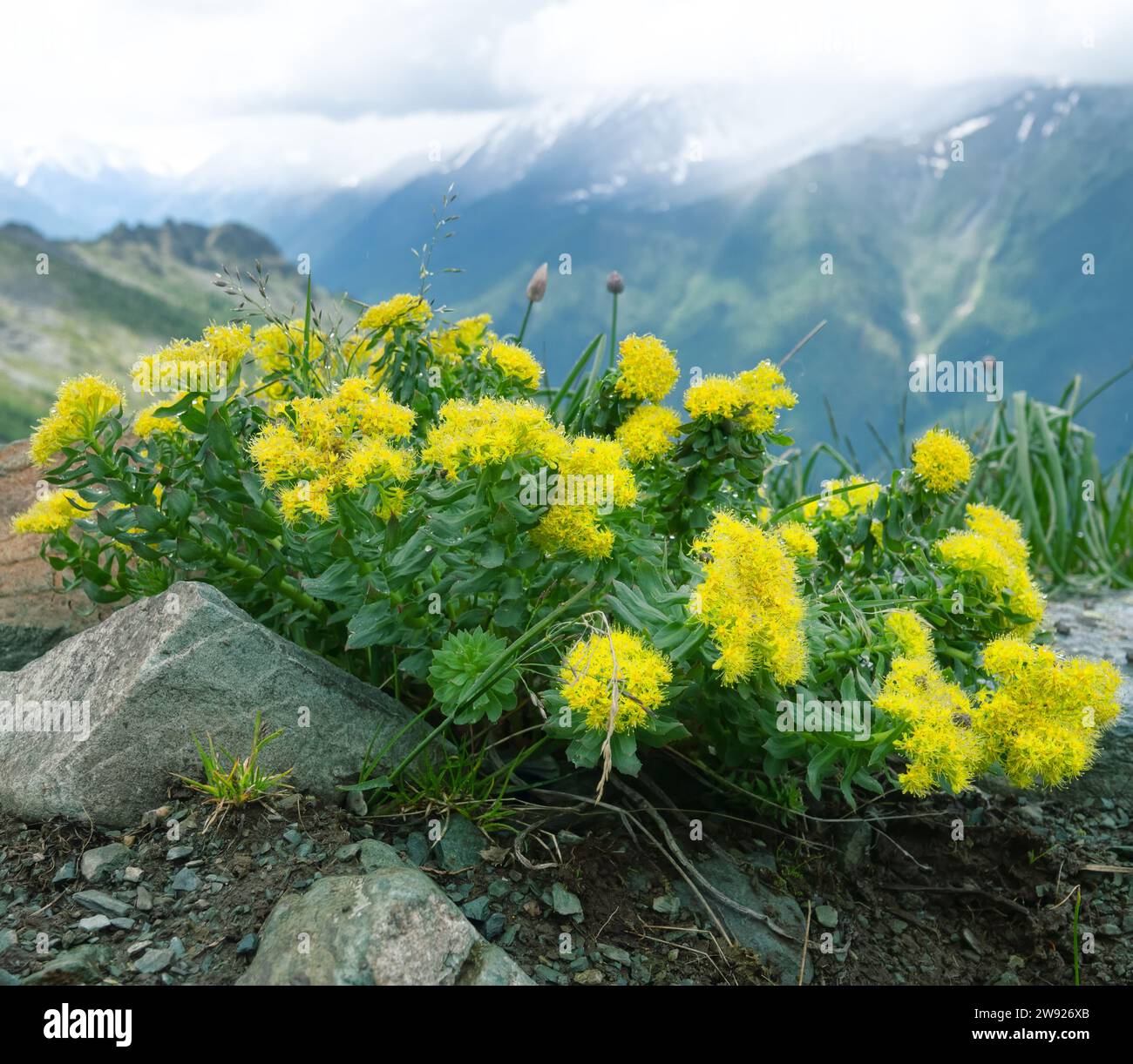 Rhodiola rosea altai hi-res stock photography and images - Alamy