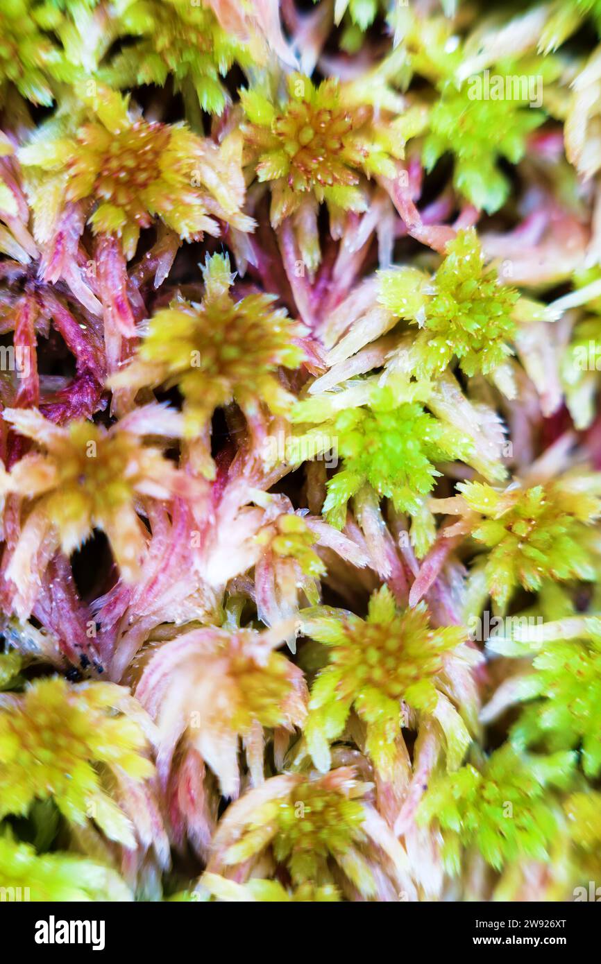 Interesting moss background. Spring time. Young green shoots of true ...