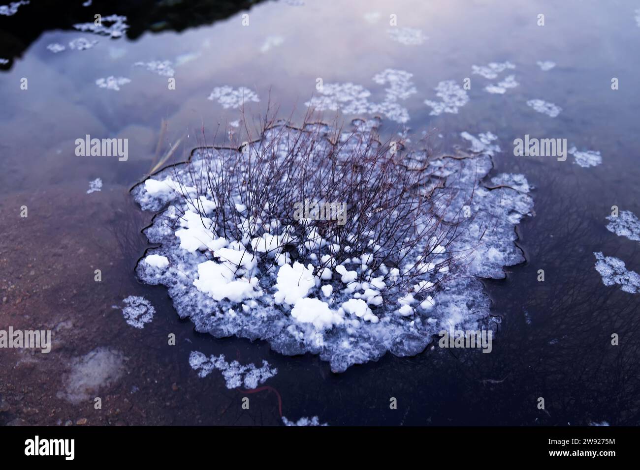 Crystallization of salt on various objects. Salt-covered branches and ...