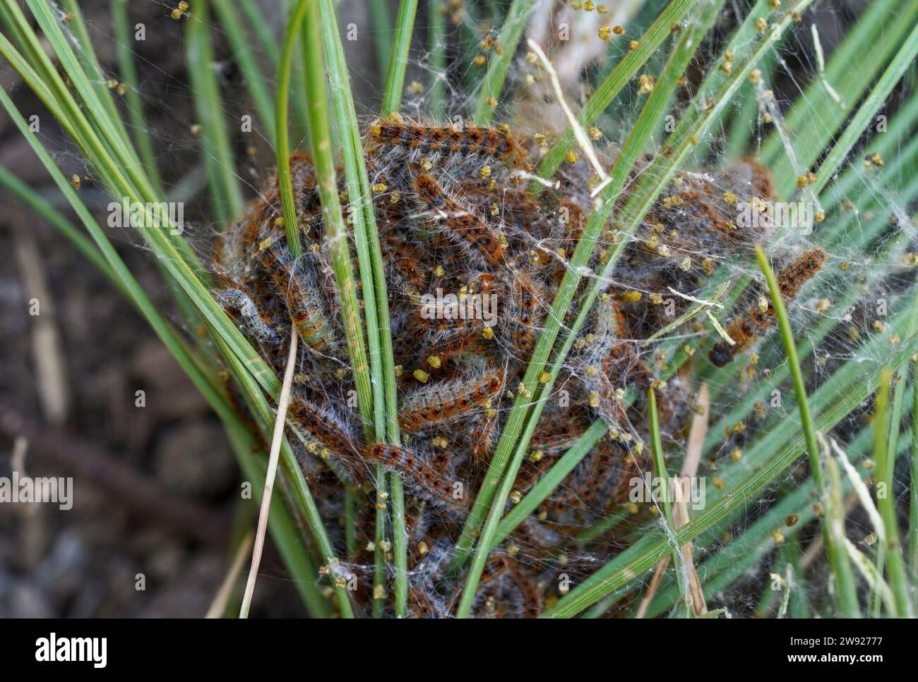 Pine processionary caterpillars, Thaumetopoea pityocampa, larvae ...
