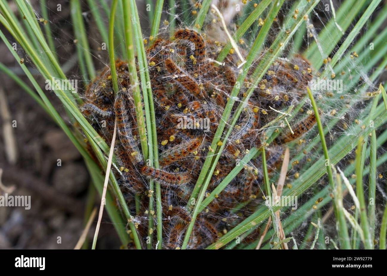 Pine processionary caterpillars, Thaumetopoea pityocampa, larvae ...