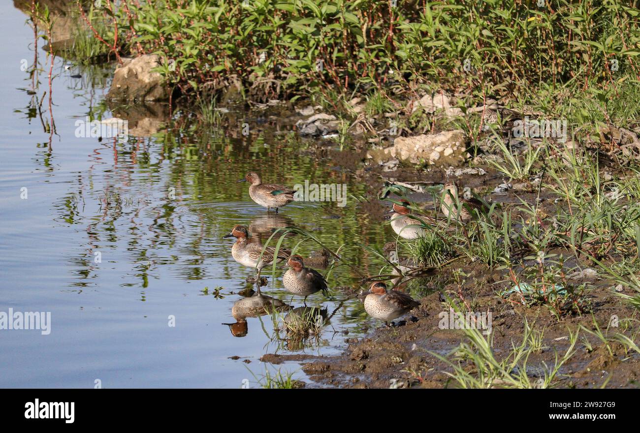 beautiful birds on the river Nile in Aswan, Egypt Stock Photo - Alamy